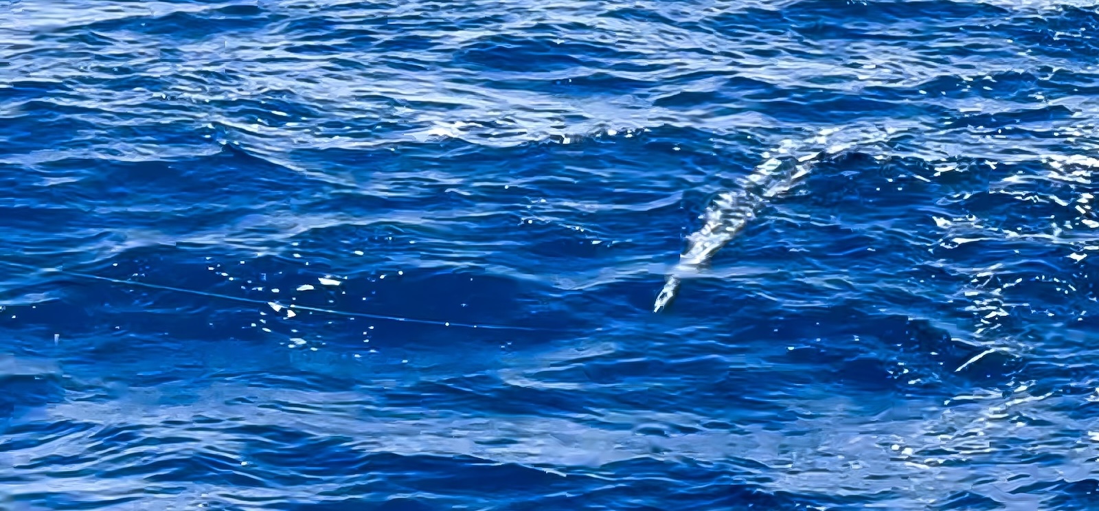 Cebo y estela en curricán de altura: consejos para pescar mejor | Los ...